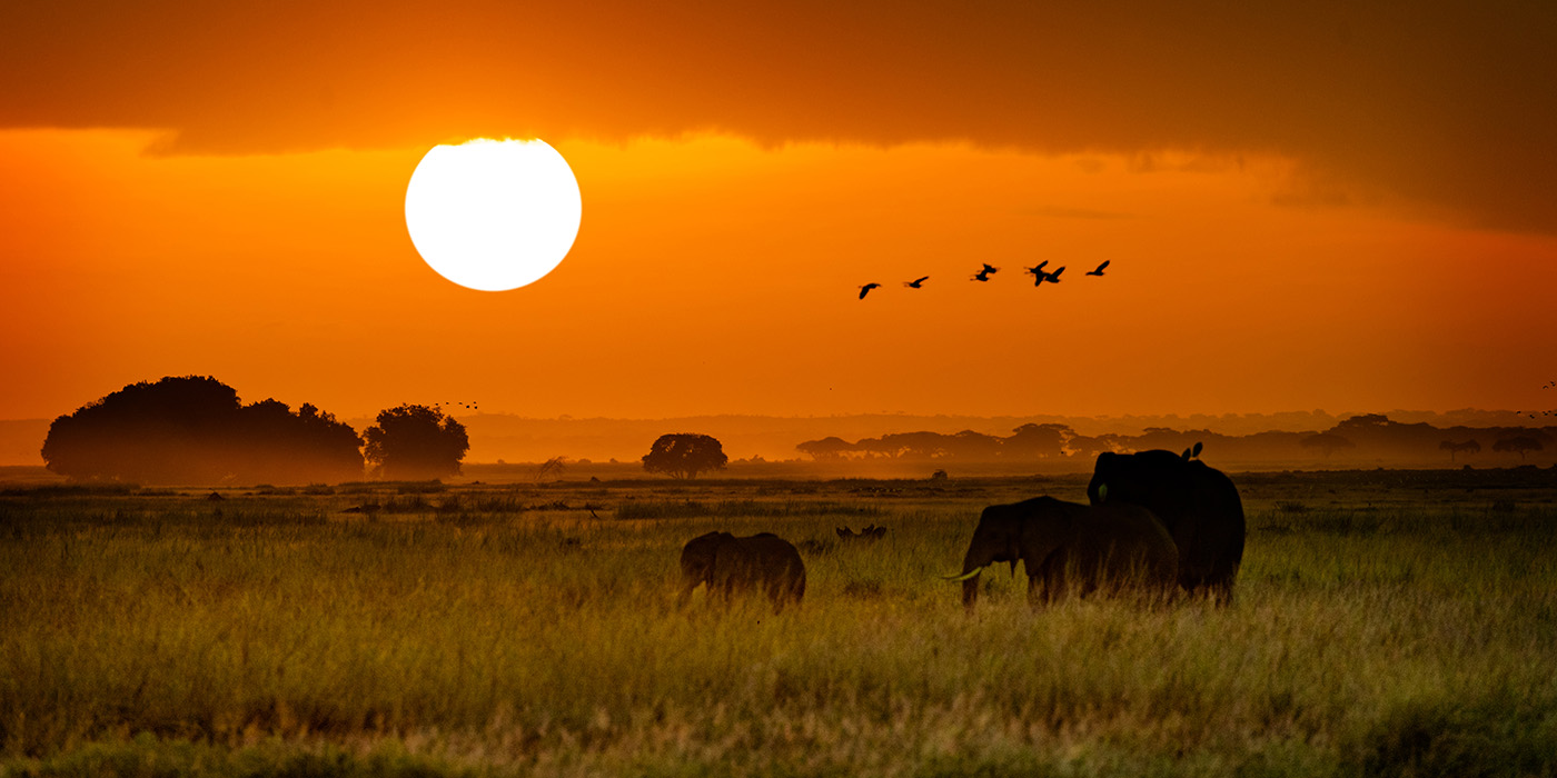 Elephants walking in the sunrise in Kruger Park